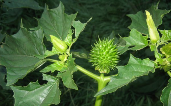 El estramonio, una de las plantas más venenosas